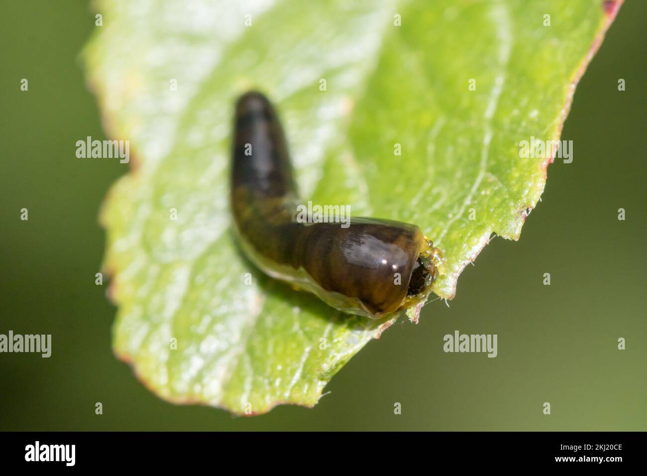 Pear Slug Sawfly (Caliroa cerasi) on Blackthorn (Prunus spinosa ...