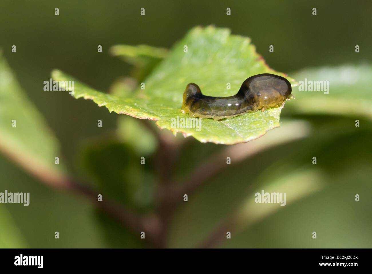 Pear Slug Sawfly (Caliroa cerasi) on Blackthorn (Prunus spinosa ...