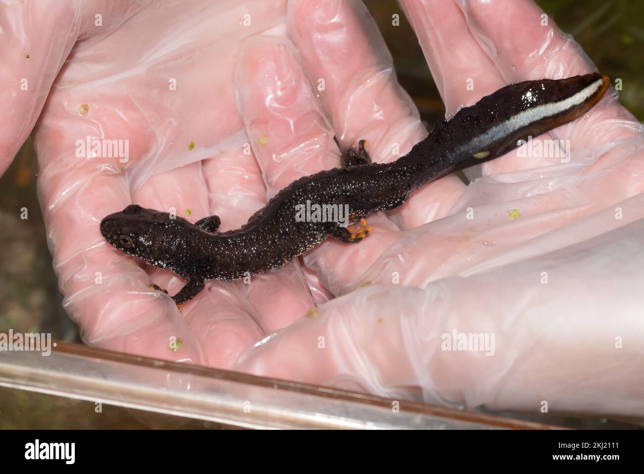 Great Crested Newt (Triturus cristatus). Handled under licence. Sussex ...