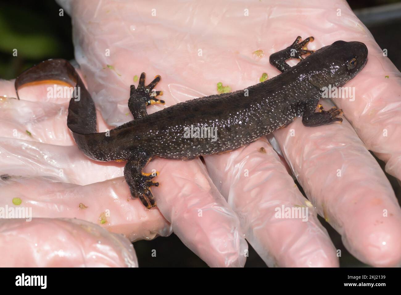 Great Crested Newt (Triturus cristatus). Handled under licence. Sussex ...