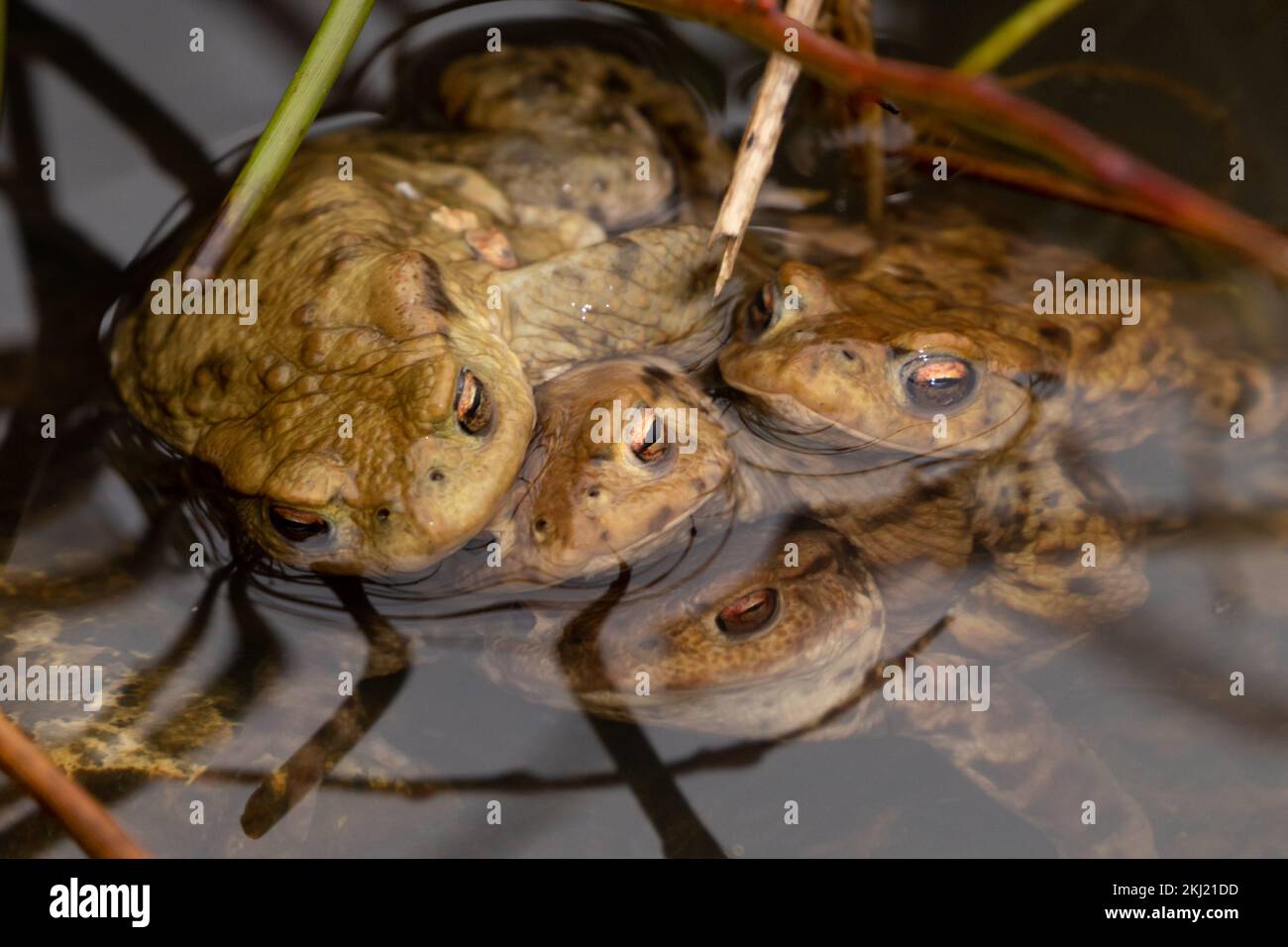 Common Toads (Bufo bufo) spawning. Sussex, UK Stock Photo - Alamy
