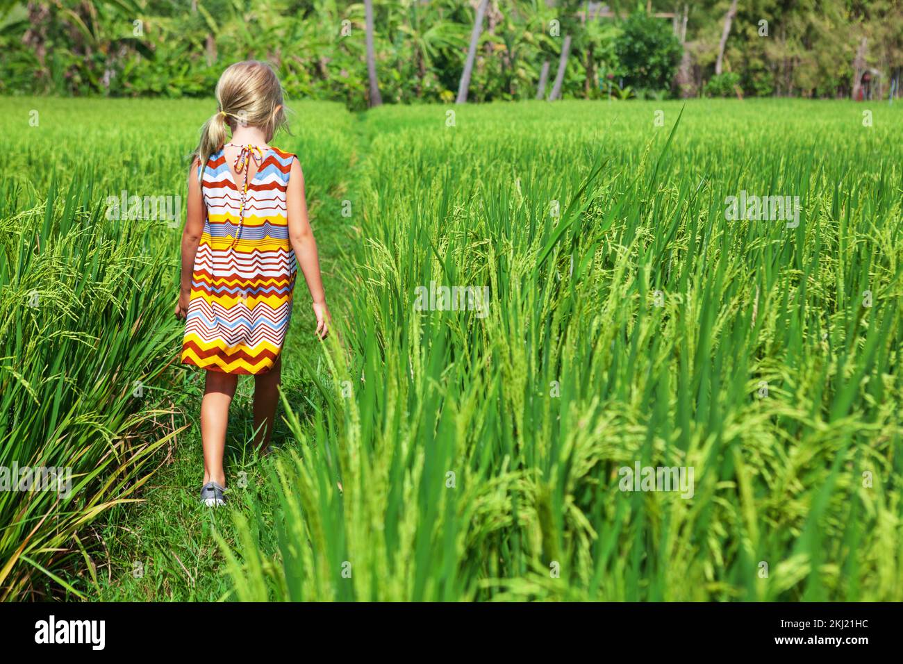 Nature walk in green rice terrace. Little kids trekking by path with ...
