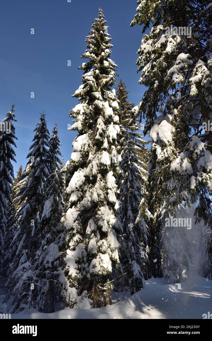 Coniferous trees in the Austrian Alps covered with high snow Stock ...