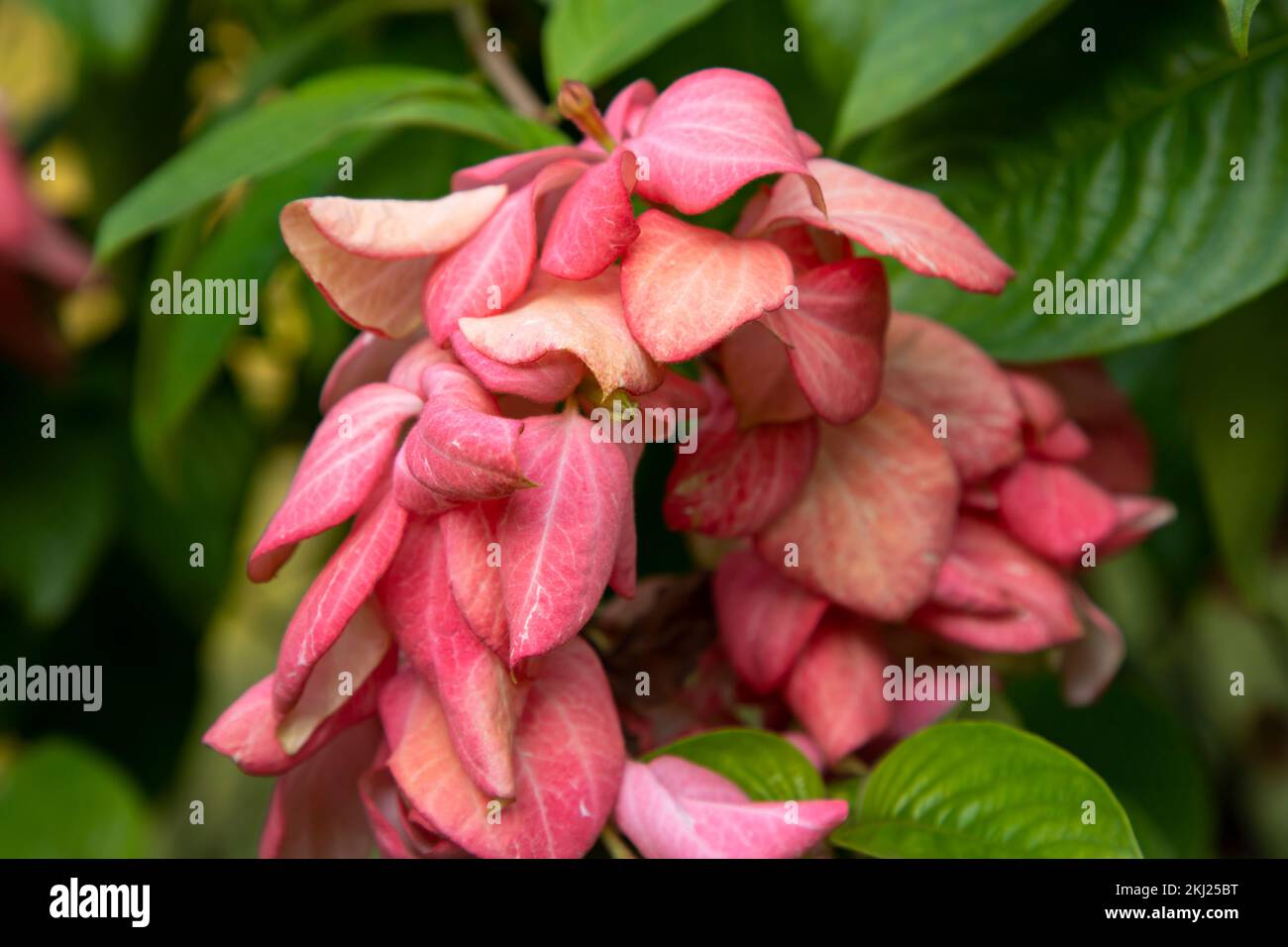 Close-up Focus Pink Dona Queen Sirikit flower on the garden tree branch ...
