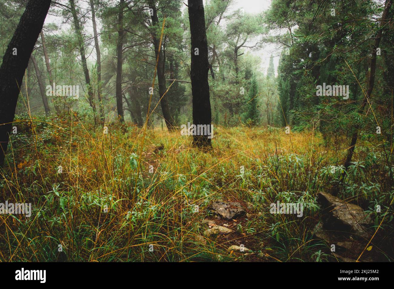 Beautiful autumn in the forest during the rain. Clean and fresh oxygen ...