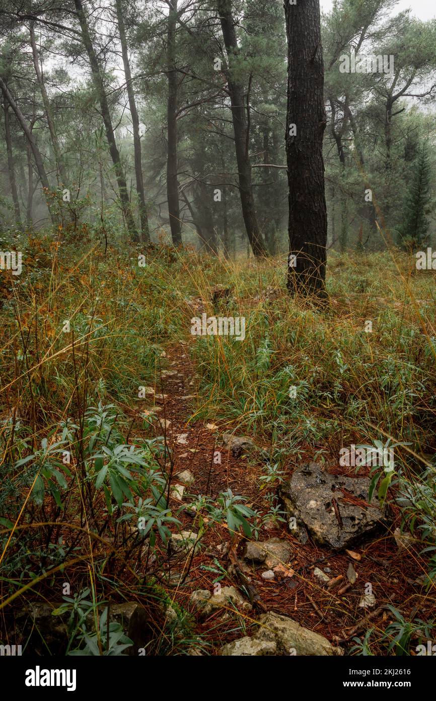 Beautiful autumn in the forest during the rain. Clean and fresh oxygen ...