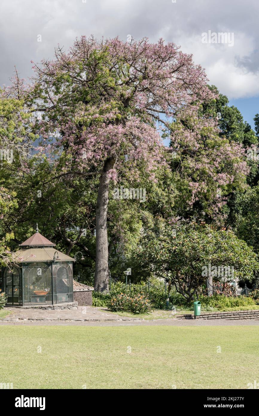cityscape with tall blossoming Chorisia Speciosa tree in public garden ...