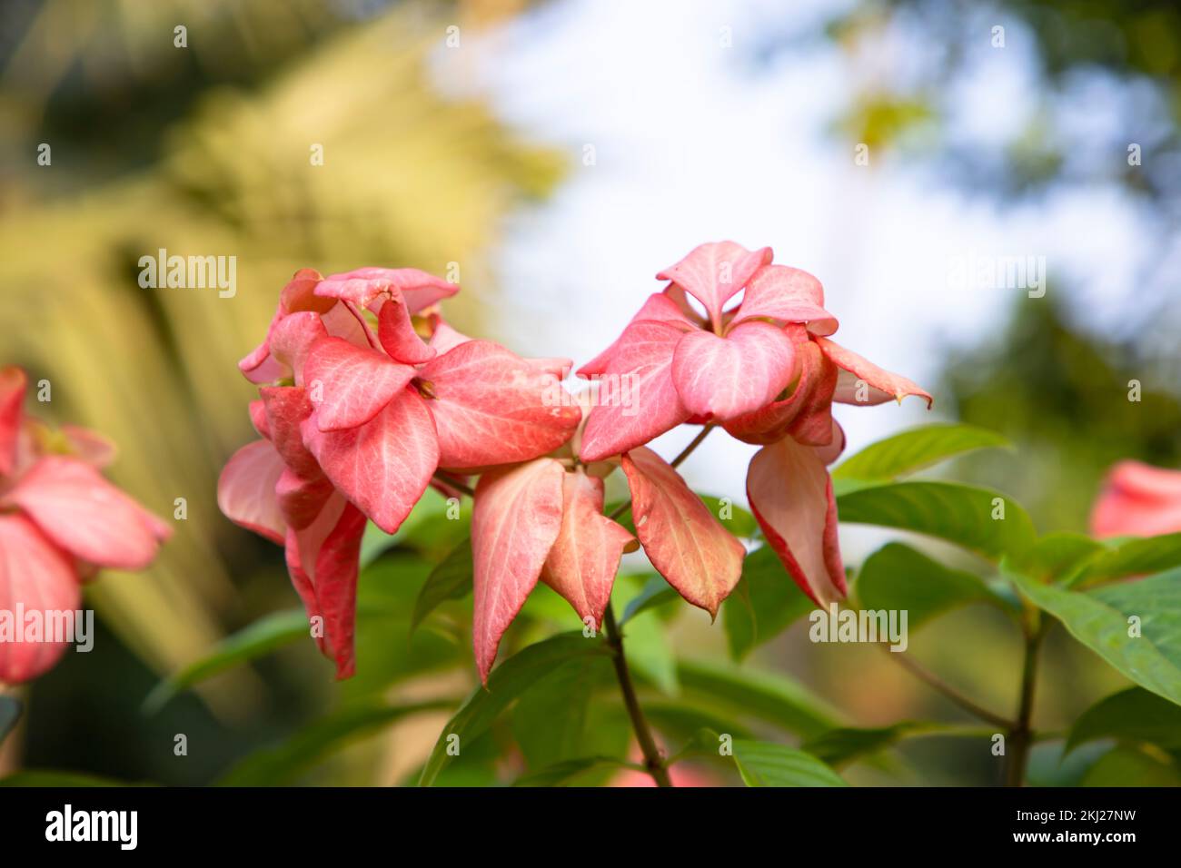 Close-up Focus Pink Dona Queen Sirikit flower on the garden tree branch ...