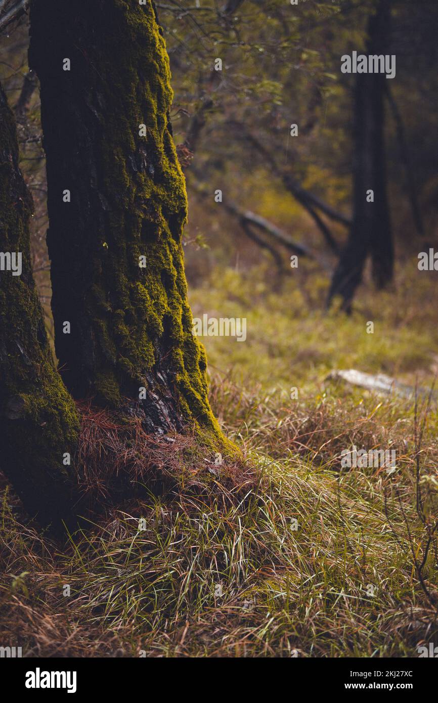 Beautiful autumn in the forest during the rain. Clean and fresh oxygen ...