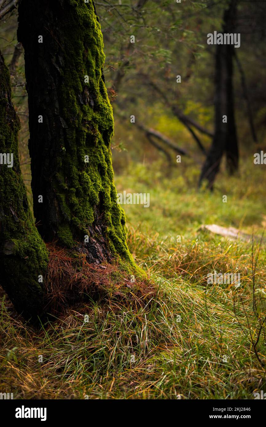 Fresh air forest hi-res stock photography and images - Alamy
