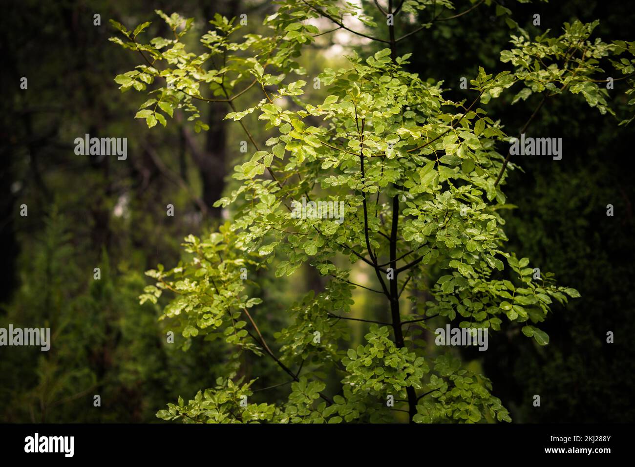 The lovely colors of autumn, a unique fresh atmosphere in the forest ...