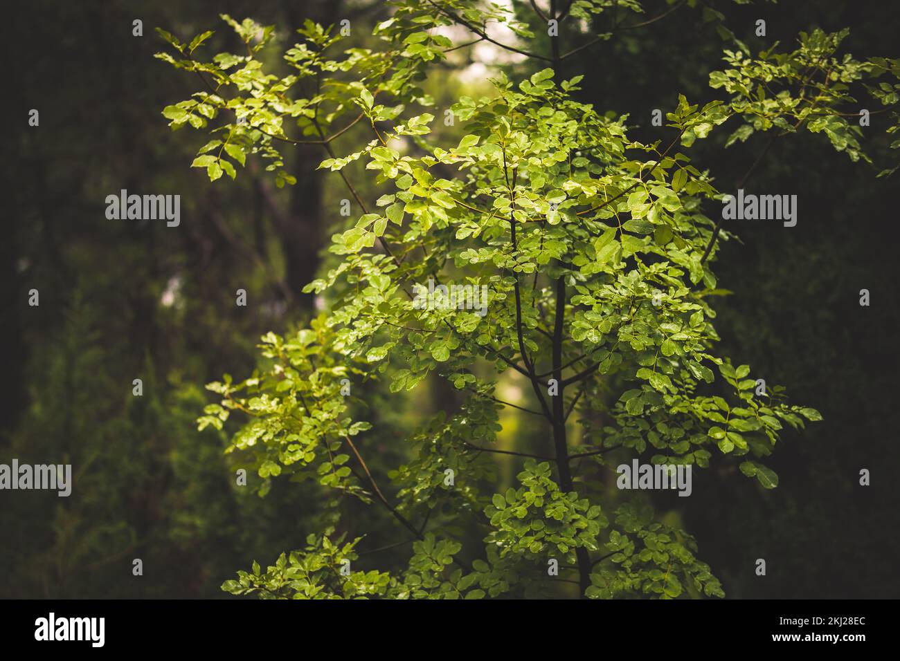 The lovely colors of autumn, a unique fresh atmosphere in the forest ...