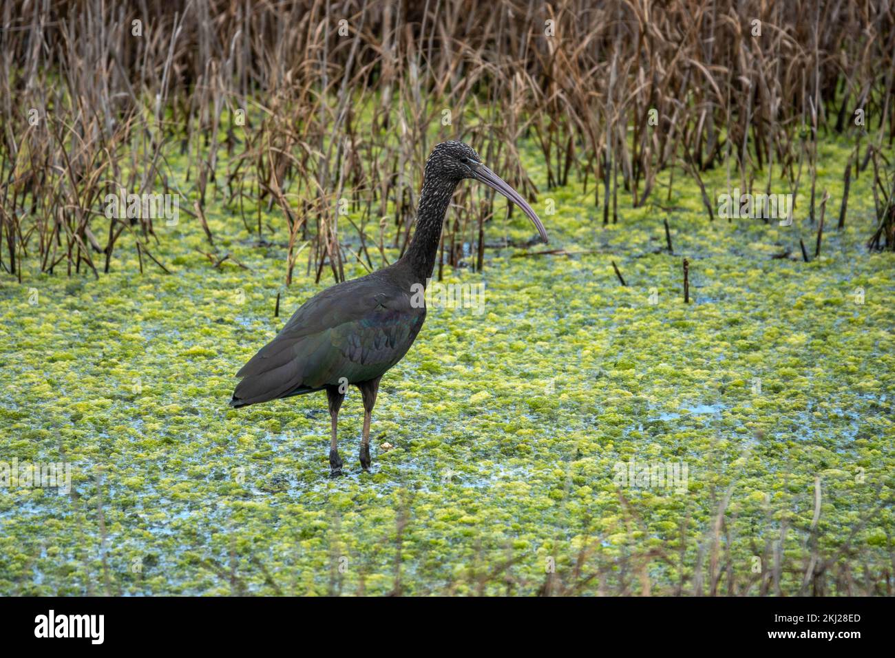 Heron like bird hi-res stock photography and images - Alamy