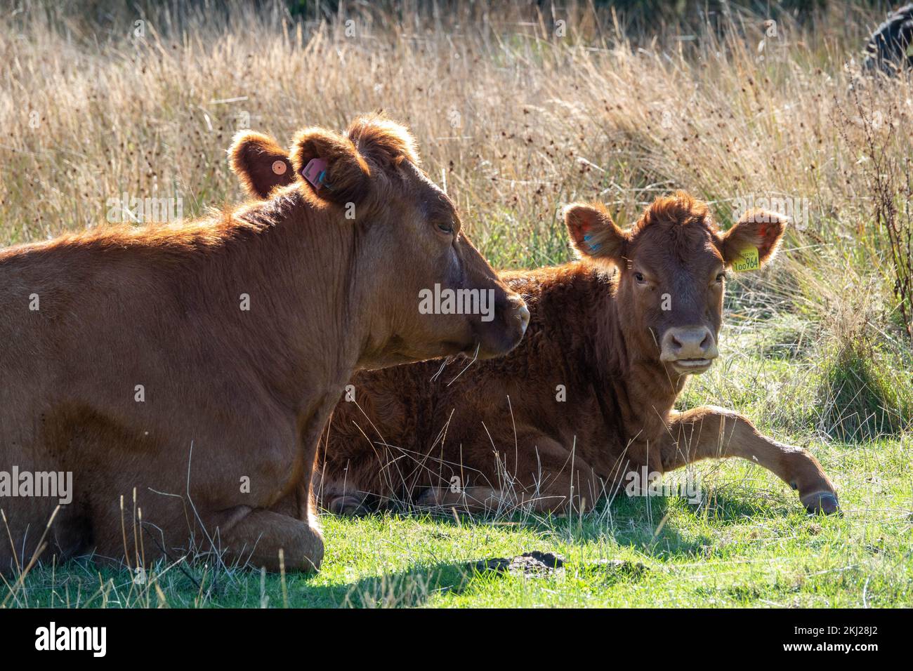 Cow lying down hi-res stock photography and images - Alamy