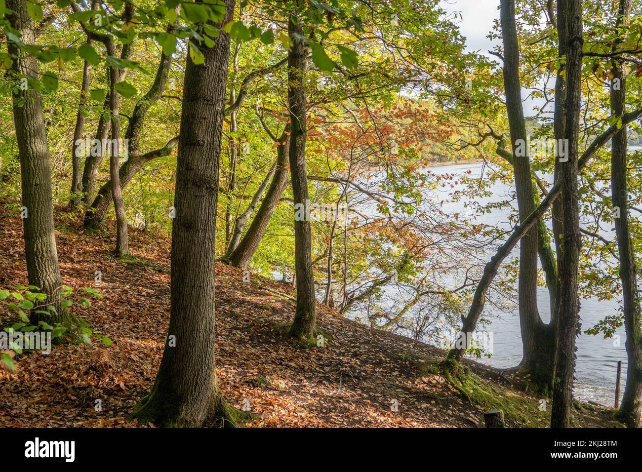 footpath though trees in Autumn with The River Hamble Hampshire England ...