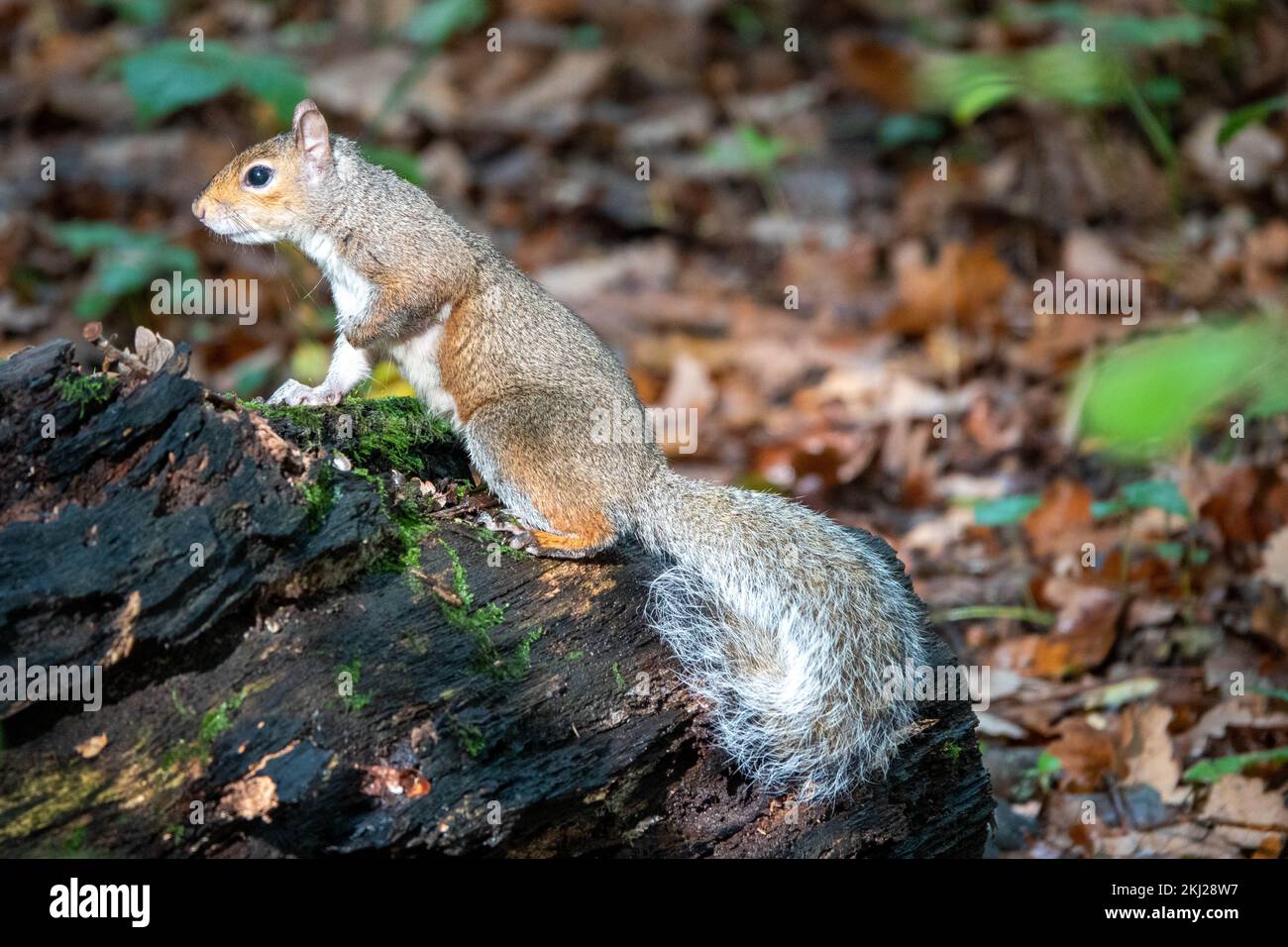 grey squirrel standing on a tree trunk with blurred autumn leaves in ...