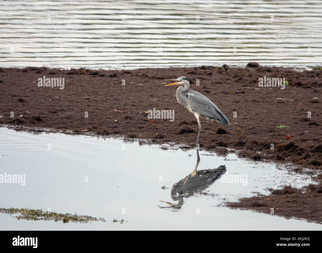 heron britain's tallest bird reflecting in the water Stock Photo - Alamy