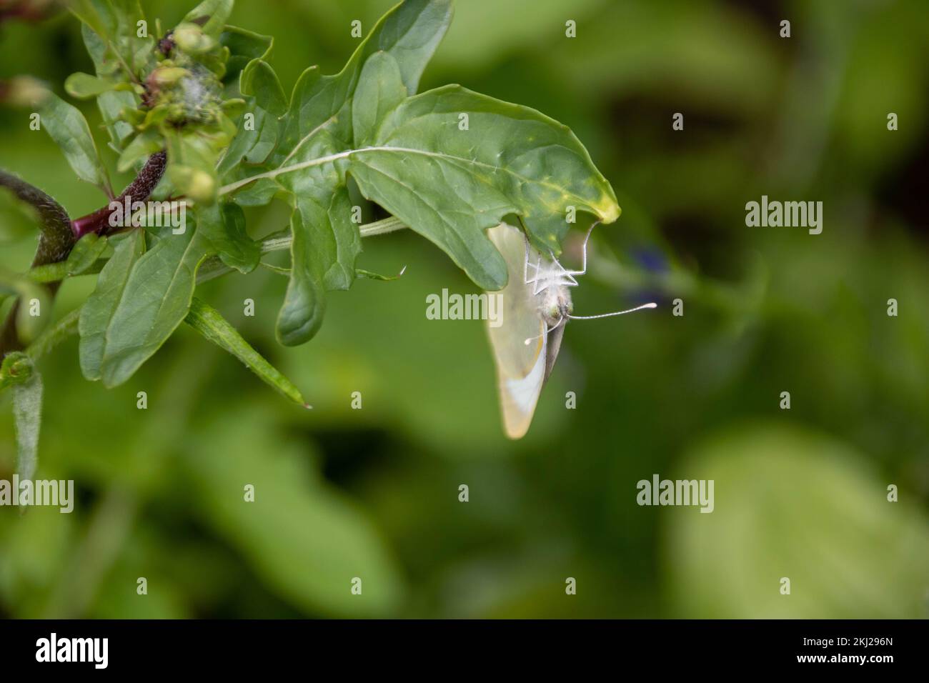 The Small White Butterfly Also Known As The Cabbage White Resting On The Leaf Of Wild Rocket