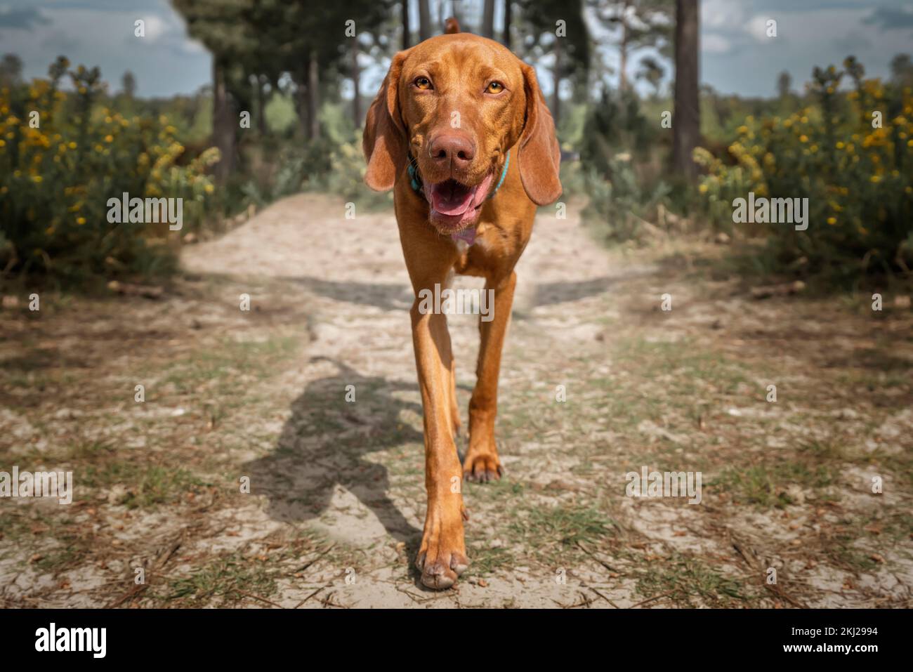 Sprizla hi-res stock photography and images - Alamy