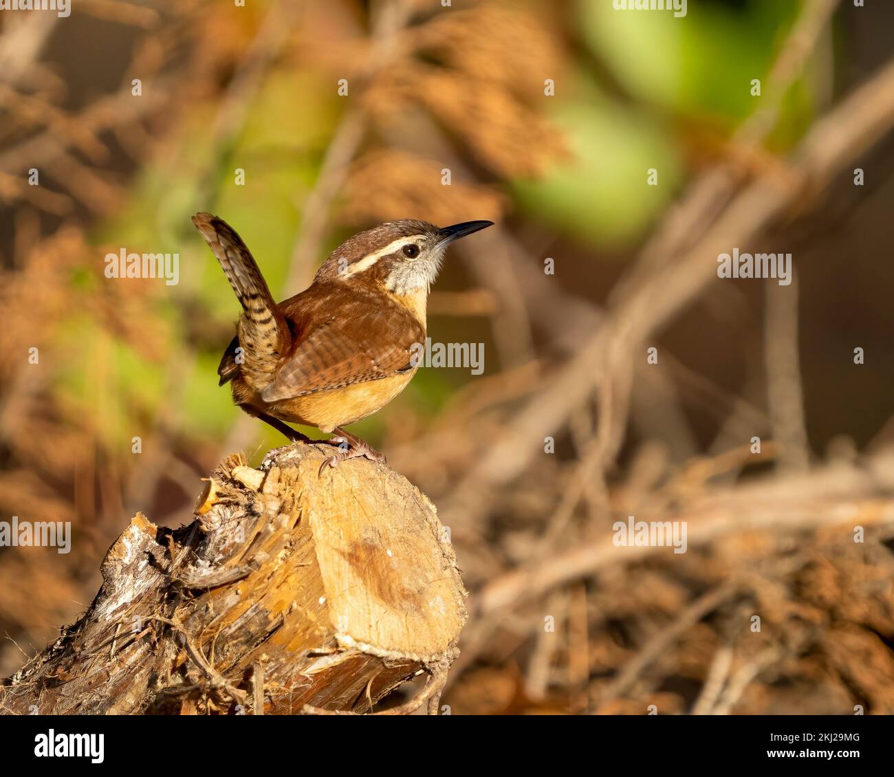 A Carolina wren (Thryothorus ludovicianus) on a cut tree Stock Photo ...