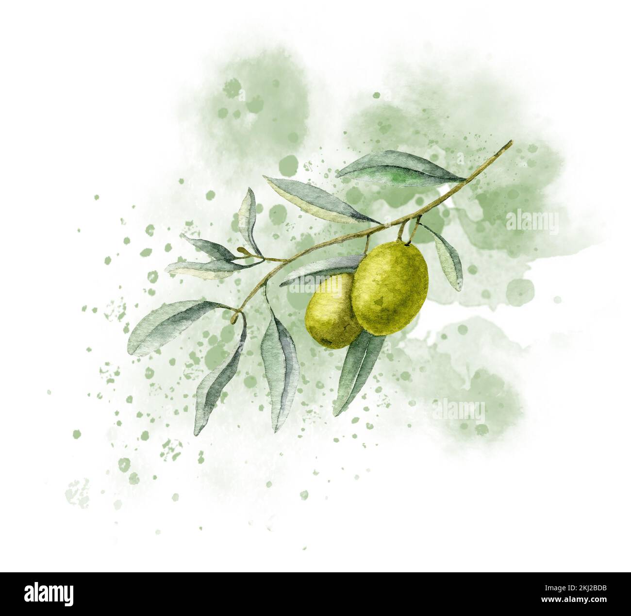 Olive Branch on abstract watercolor spot. Hand drawn illustration on ...