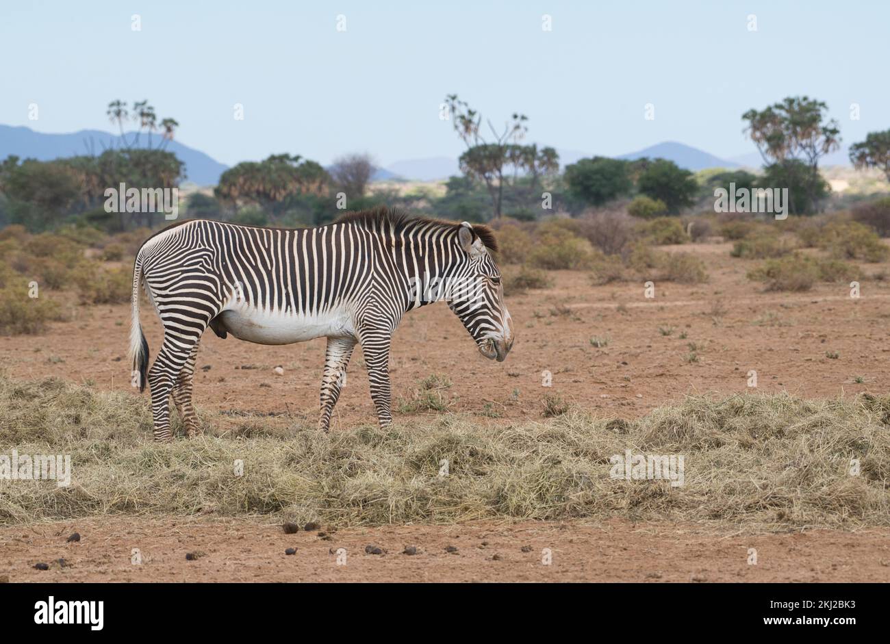Grevy's zebra (Equus grevyi), feeding on hay put out during a drought ...