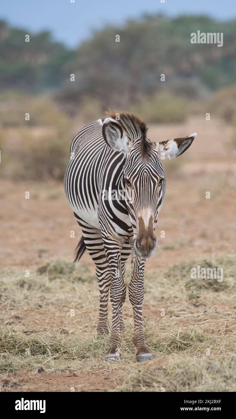Grevy's zebra (Equus grevyi), feeding on hay put out during a drought ...