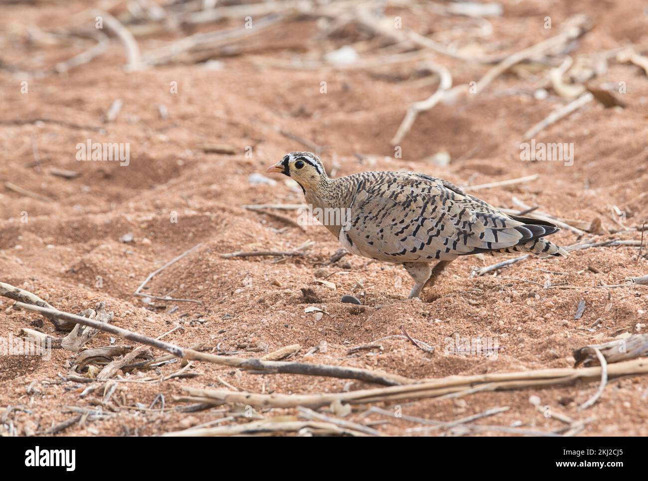 Black-faced sandgrouse (Pterocles decoratus), adult male Stock Photo ...