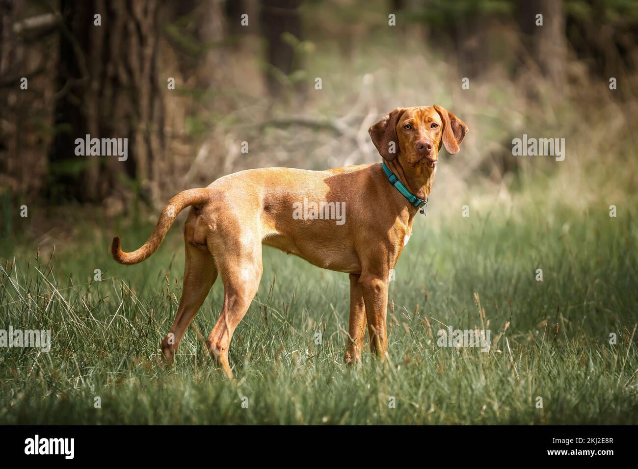Sprizsla - light fawn colour Vizsla standing all alert in the forest ...