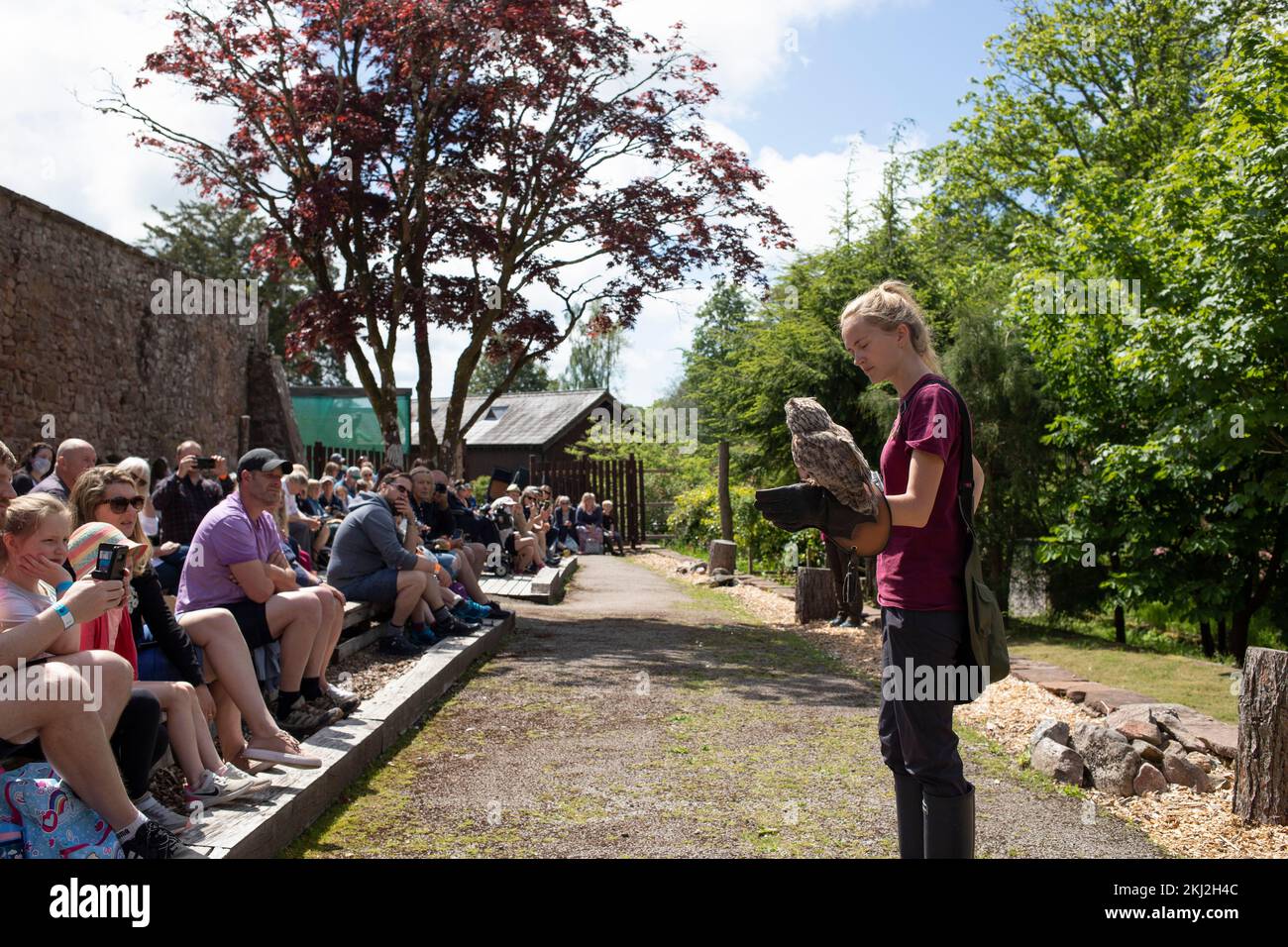 An Owl demonstration at Muncaster Castle in the Western Lake District ...