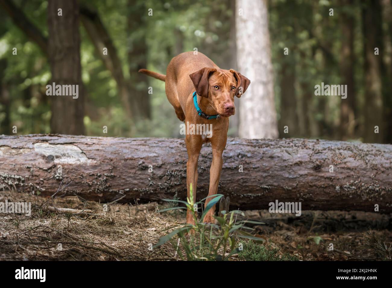 Sprizsla - light fawn colour Vizsla jumping over a fallen tree in the ...