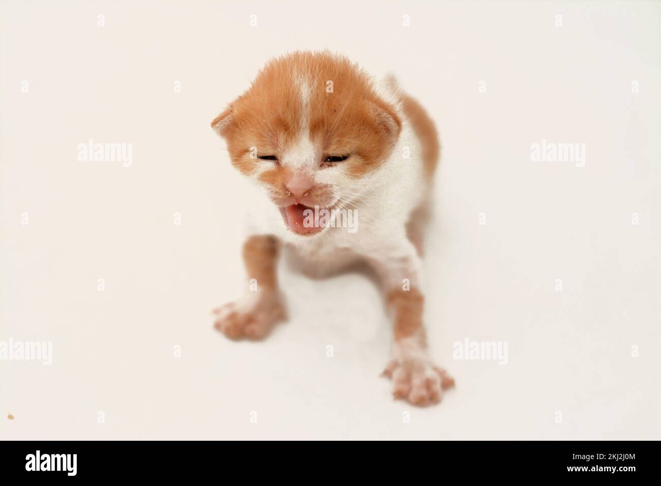 A portrait of a newborn little adorable stray Egyptian kitten isolated ...