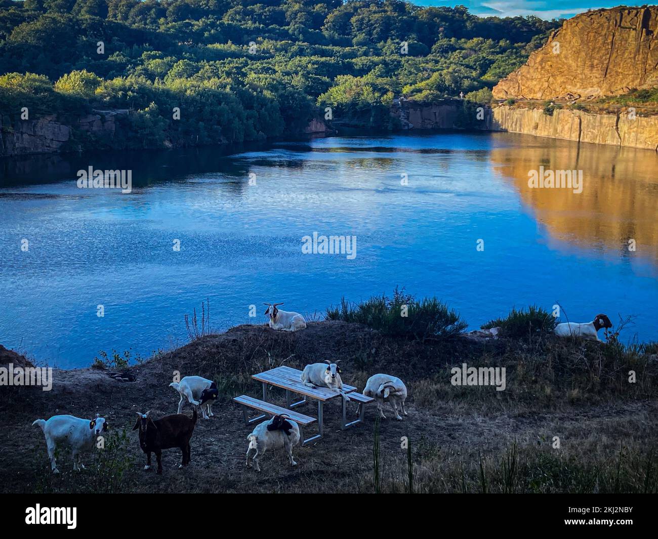 A high-angle of goats chilling near lake in Bornholm sunlit forest and ...