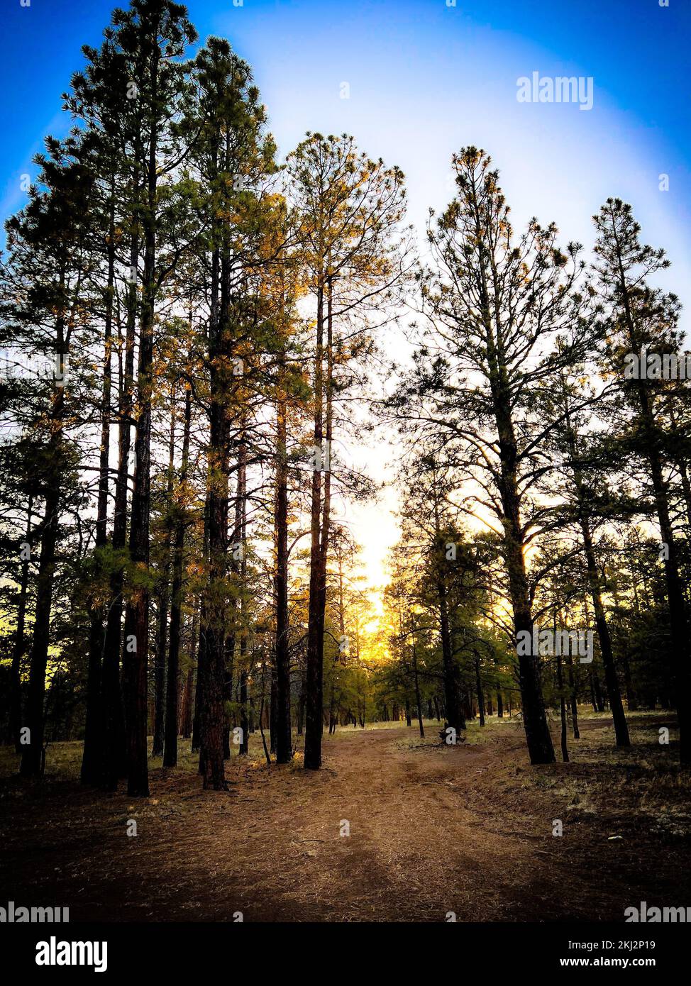 A beautiful landscape of a forest under the sunlight in Flagstaff Stock ...