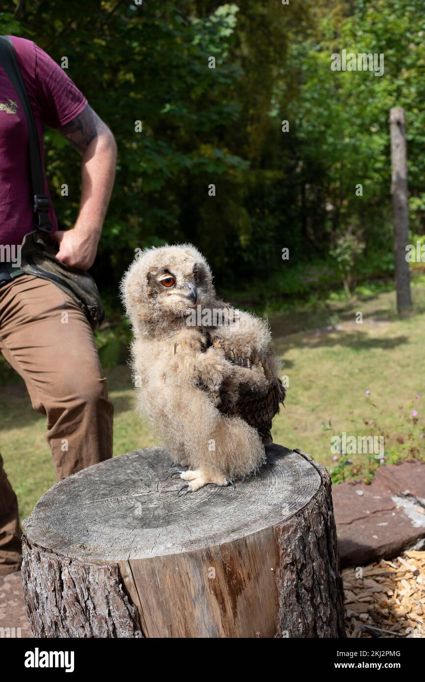 A Juvenile Eurasian Eagle Owl at Muncaster Castle in the Western Lake ...