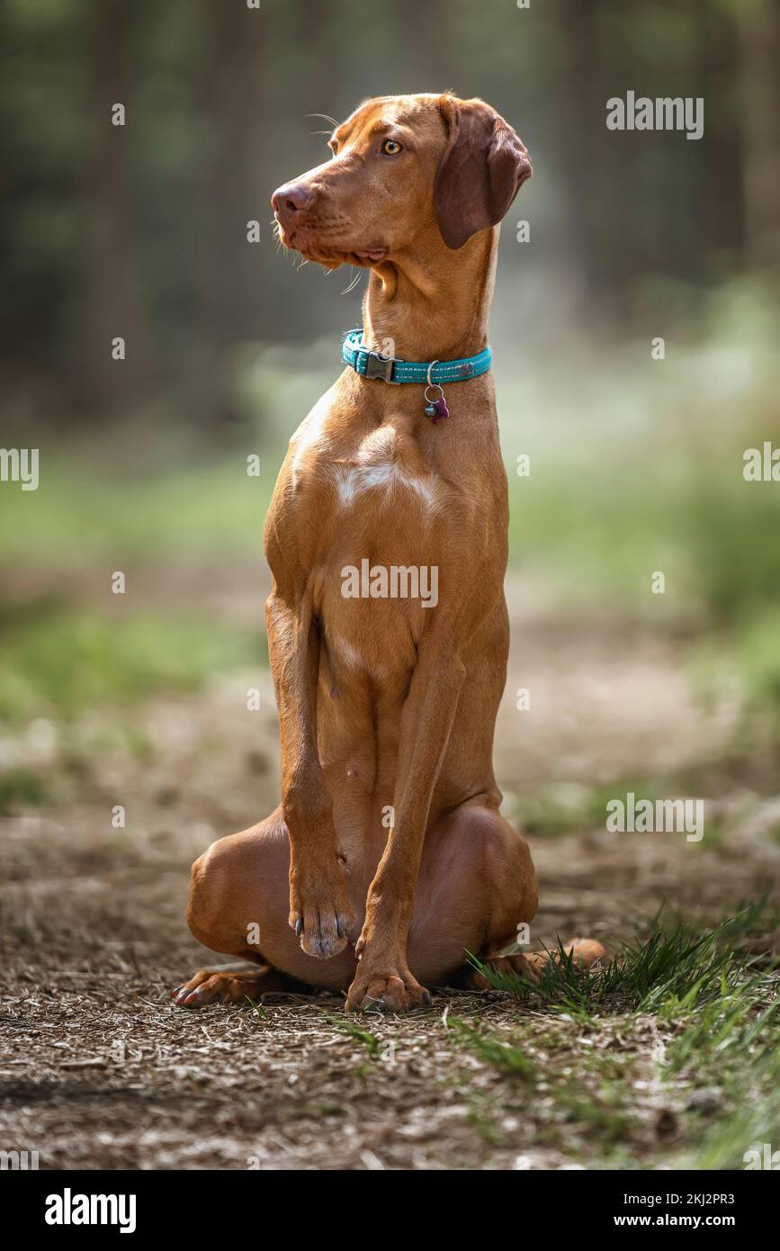 Sprizla hi-res stock photography and images - Alamy