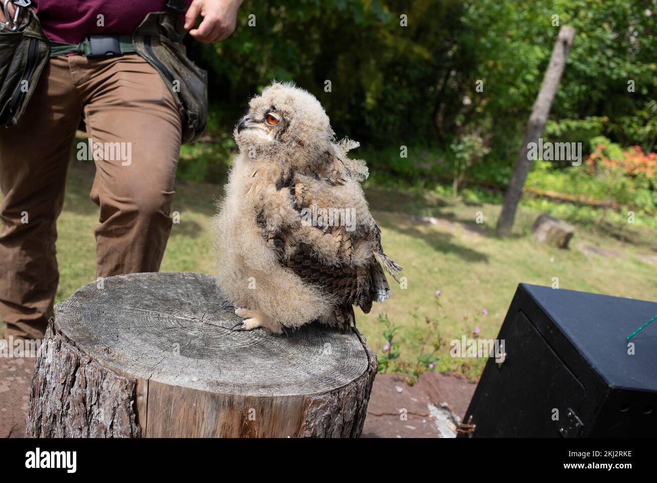 A Juvenile Eurasian Eagle Owl at Muncaster Castle in the Western Lake ...