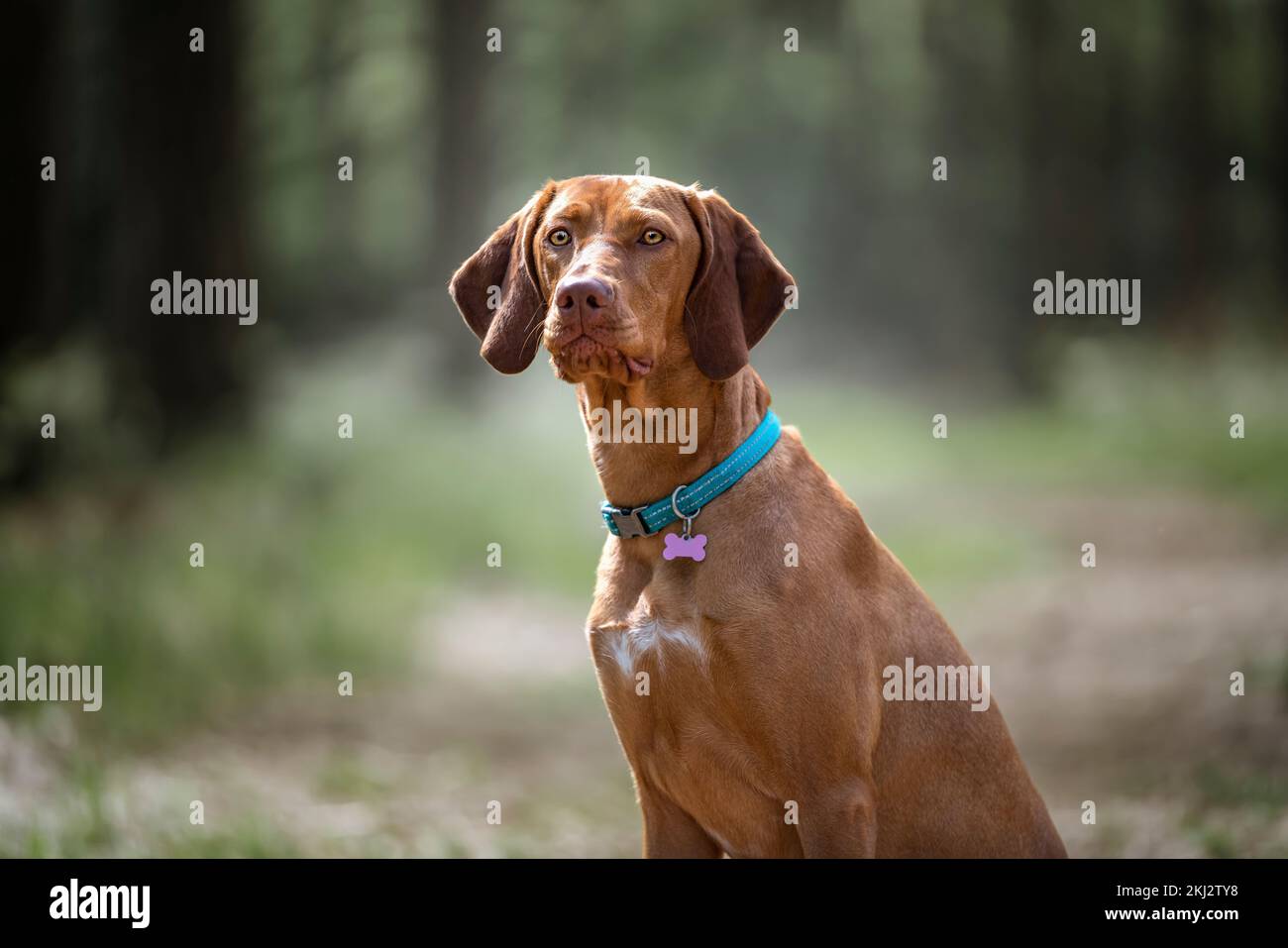 Sprizla hi-res stock photography and images - Alamy