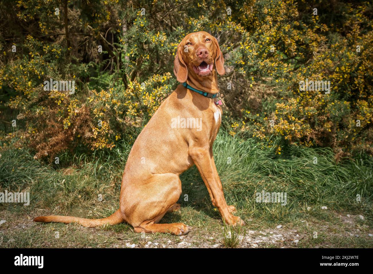 Sprizla hi-res stock photography and images - Alamy