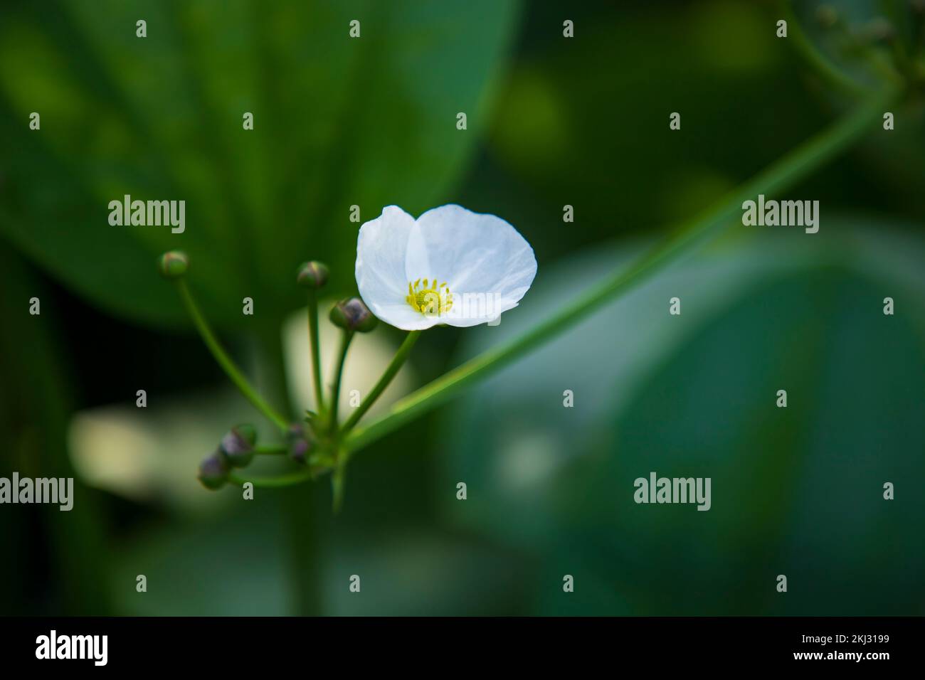 Close-up Focus Blomming white flowers in the garden tree branch with a ...