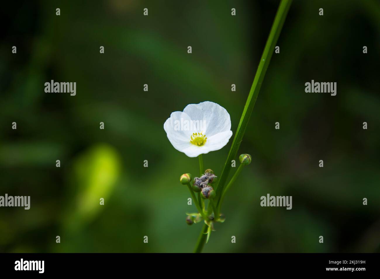 Close-up Focus Blomming white flowers in the garden tree branch with a ...