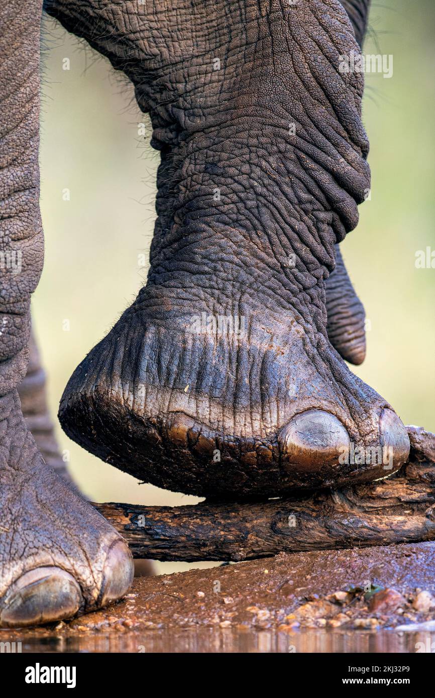 A vertical shot of the foot of an elephant on dirt with a blurry ...