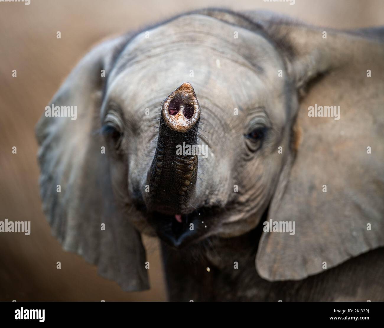 A closeup of a baby elephant in Kruger National Park on a sunny day in ...