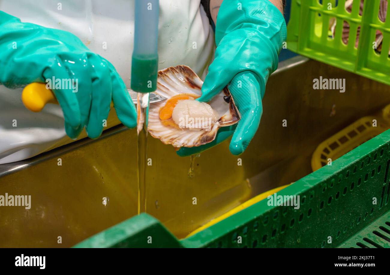 Cleaning and gutting of scallops in a shellfish treatment plant in ...