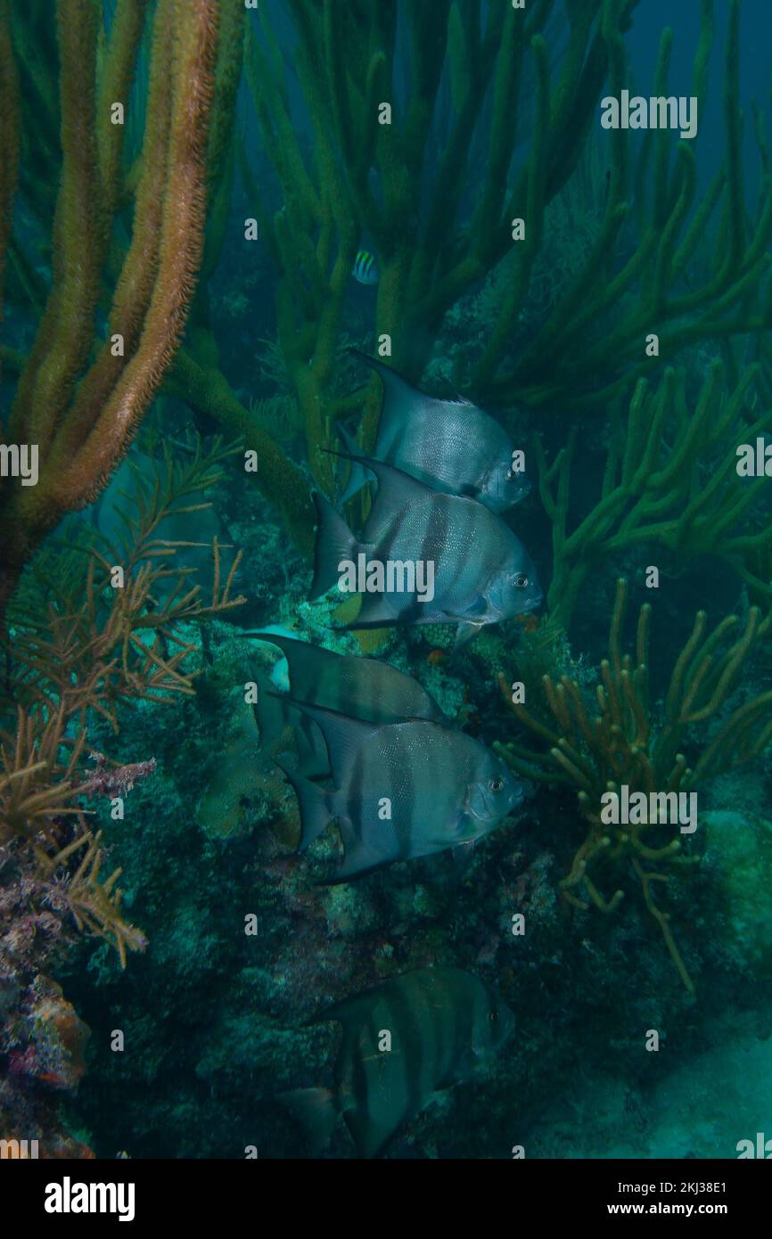 Atlantic Spadefish, Chaetodipterus faber, in the Florida Keys Stock ...