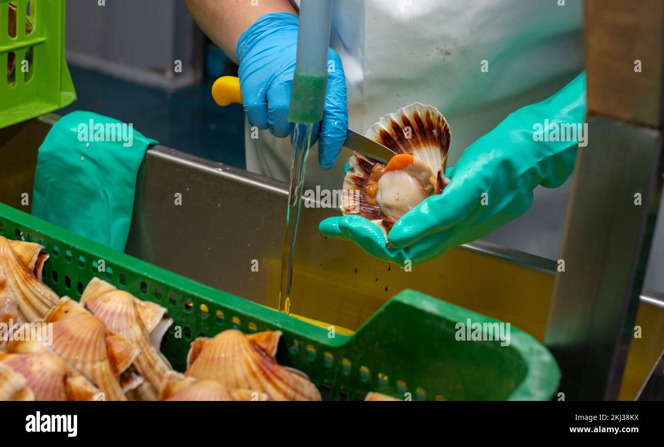 Cleaning and gutting of scallops in a shellfish treatment plant in ...