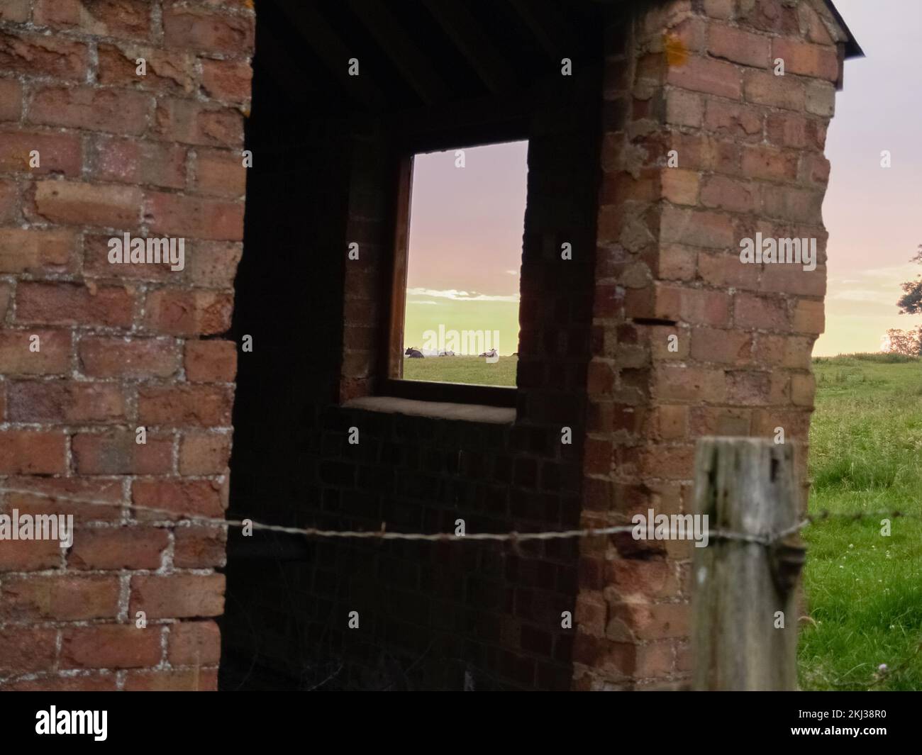 View of cattle sitting in a typical English rural landscape through ...