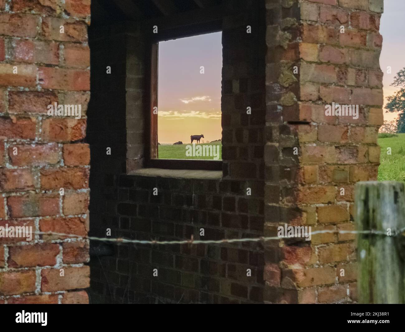 View of cattle in a typical English rural landscape through window ...