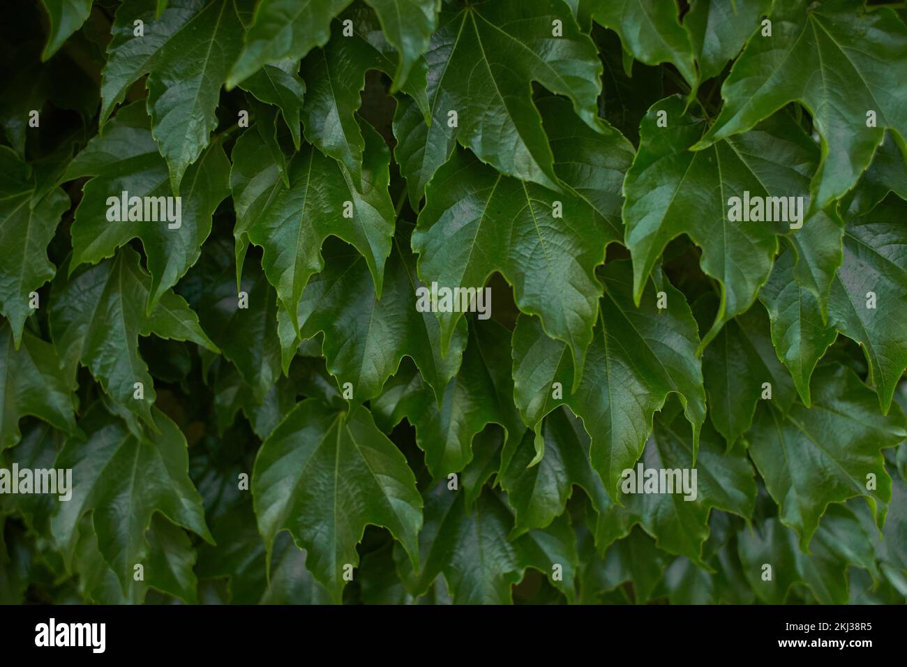 Ivy vines climbing tree trunk on green background Stock Photo - Alamy
