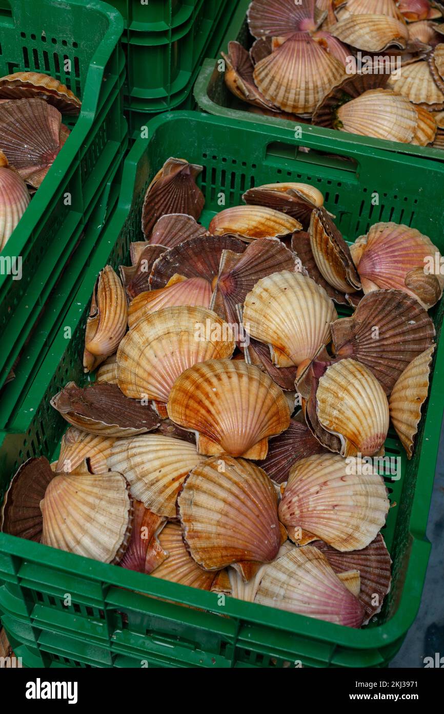 Boxes with clean scallops and ready for sale after going through the ...